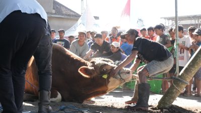 Kota Batu Terima Sapi Kurban Seberat 1.049 Kg dari Presiden Prabowo ...